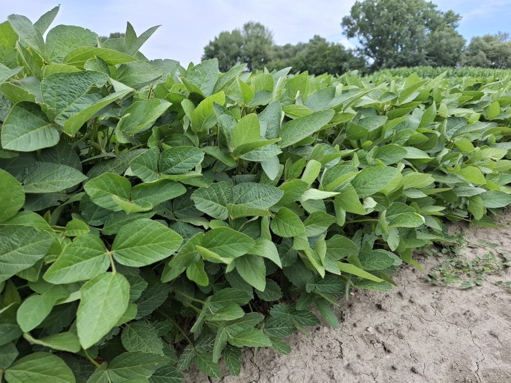 Apollina • Lajtamag - Minden, ami vetőmag